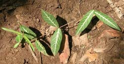 Hemidesmus indicus, Anantamul a climbing plant, long slender root ...