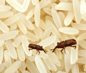 The Magnitude of Stored Product Insects Infestation in Food Supply ...