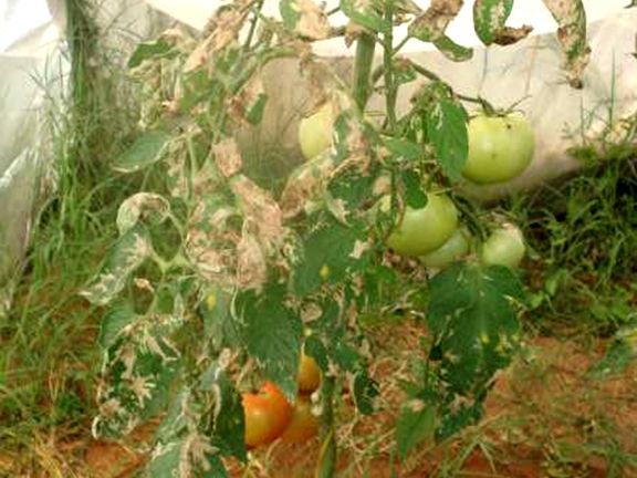 Sustainable solution to African Tuta absoluta problem in tomatoes -- Russell IPM | PRLog