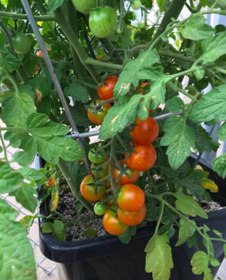 Healthy Plants Begin with Healthy Soils -- Sohum Soils | PRLog